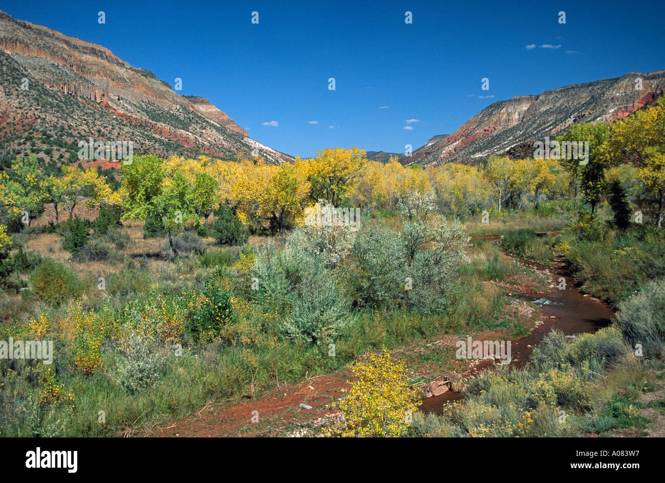 Fall colors in Forest near Santa Fe, New Mexico, USA Stock Photo - Alamy