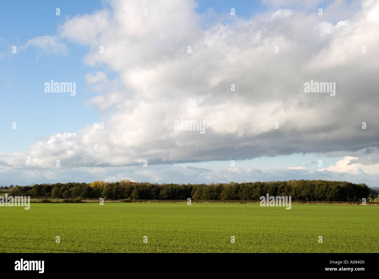 Crop field with trees and clouds in Yorkshire England Stock Photo - Alamy