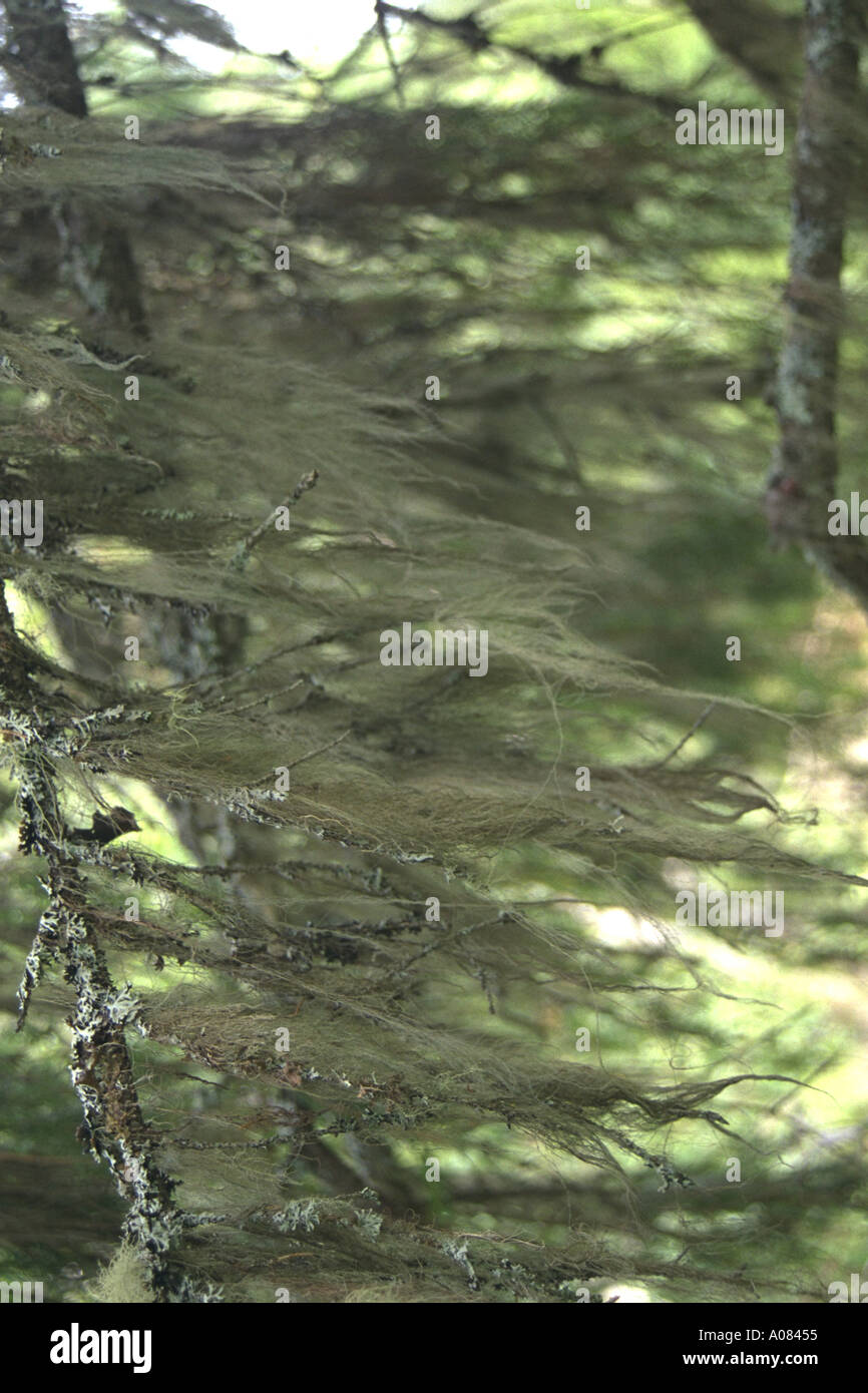 cold green tree from Norway Stock Photo - Alamy