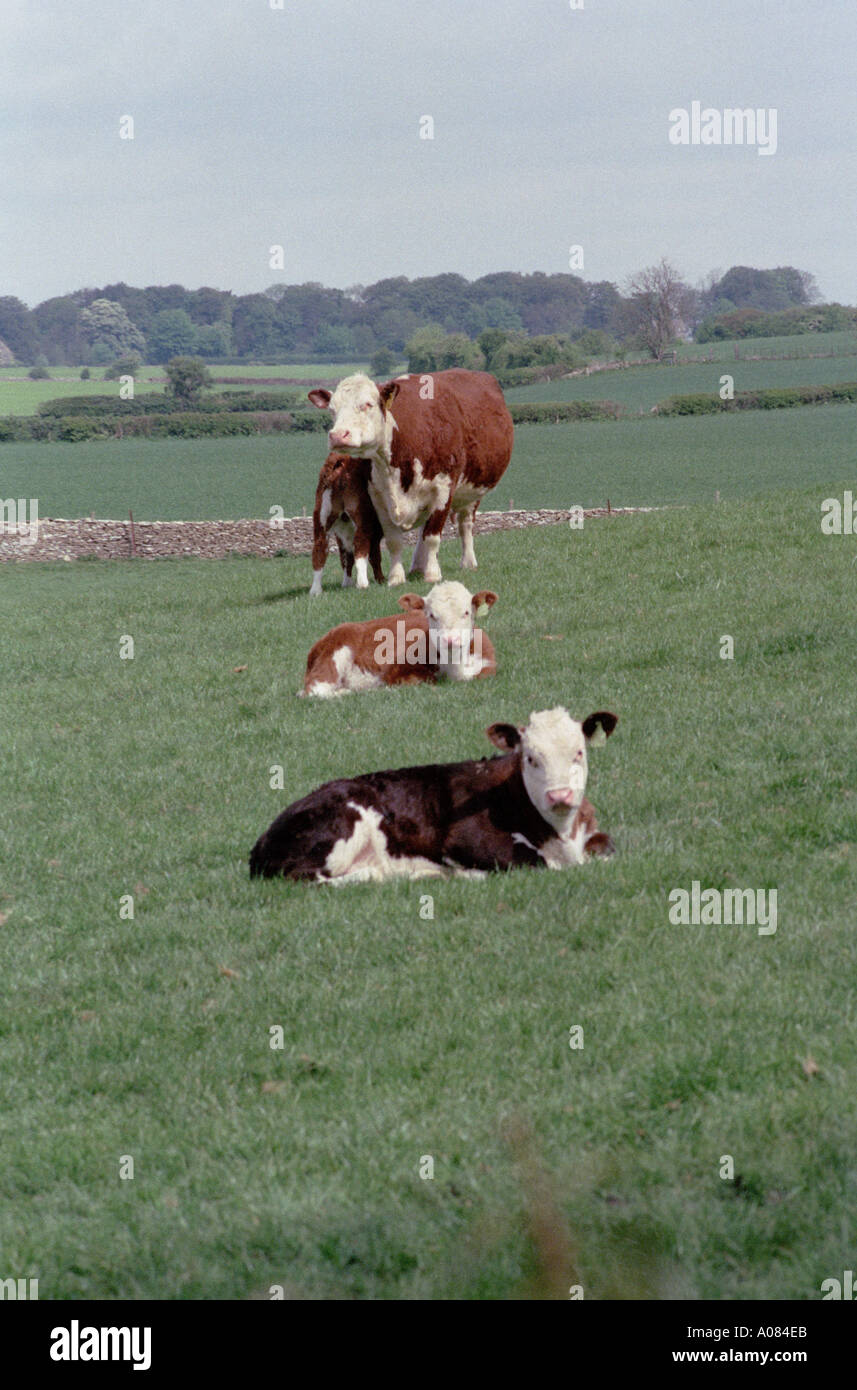 Cow and three calves watching Stock Photo - Alamy