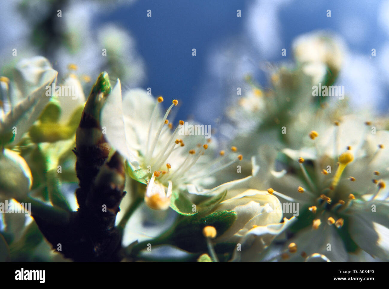 Blooming fruit tree - symbol for spring Stock Photo - Alamy