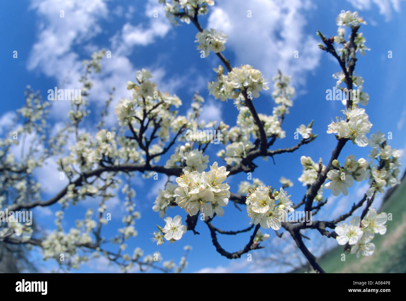 Blooming fruit tree - symbol for spring Stock Photo - Alamy