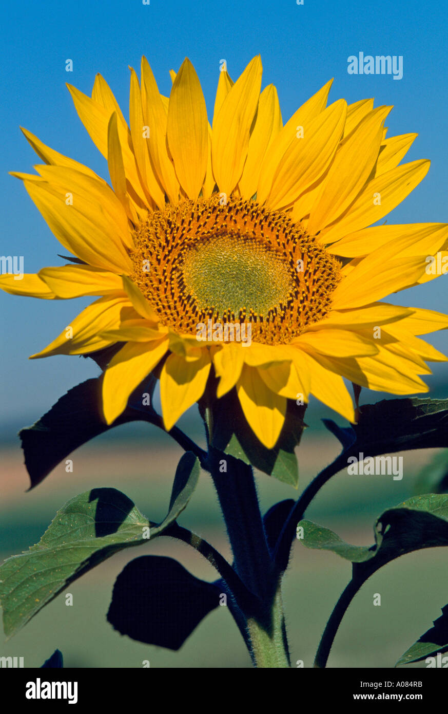 Sunflower_oil hi-res stock photography and images - Alamy