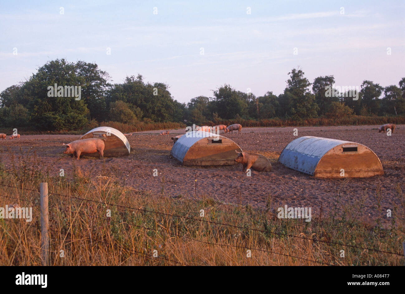 Outdoor free range pig unit Suffolk England UK Stock Photo - Alamy