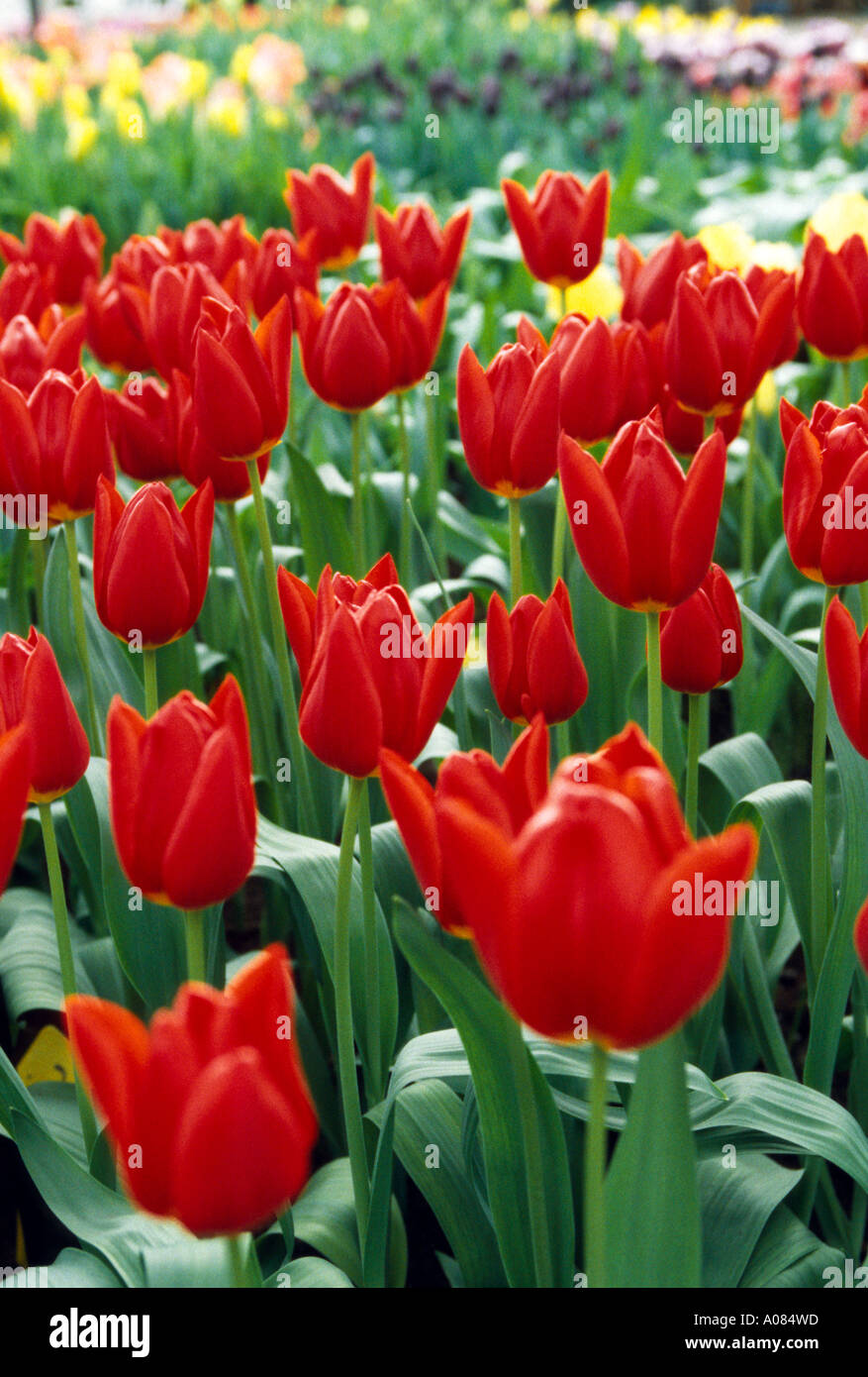 Indra red hi-res stock photography and images - Alamy