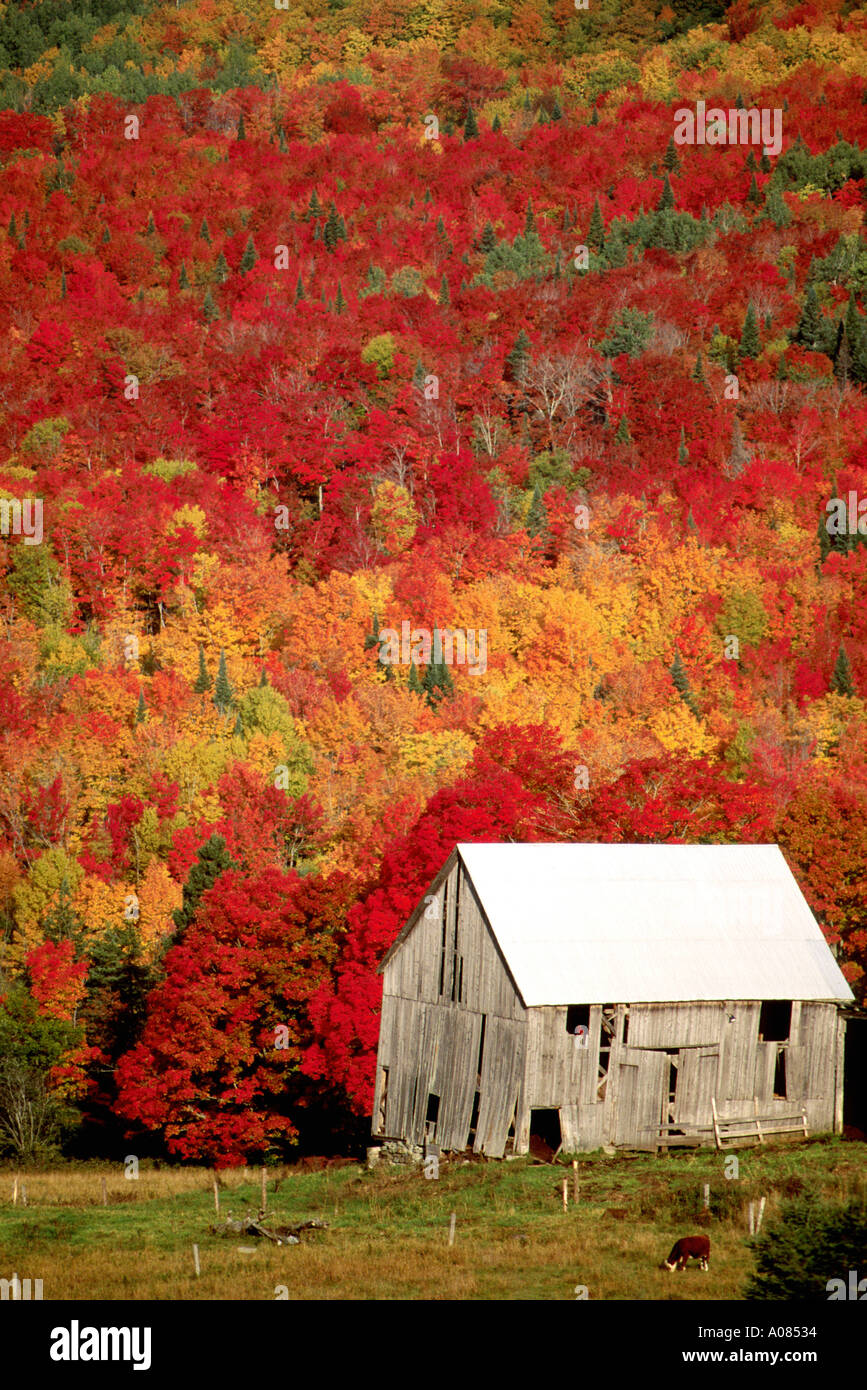 hillside with hardwood and softwood trees in fall in New Brunswick ...