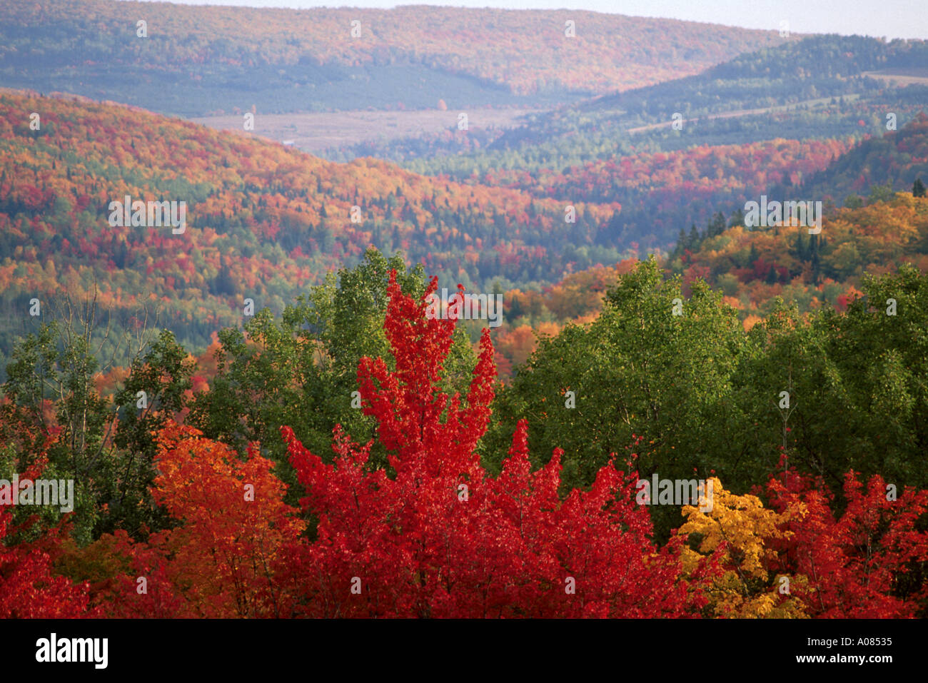 hillside with hardwood and softwood trees in fall in New Brunswick ...