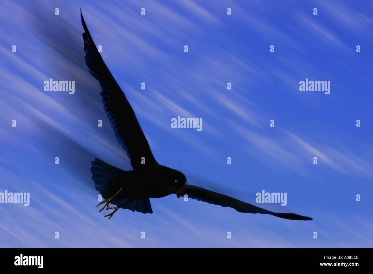 Preying hawk hi-res stock photography and images - Alamy