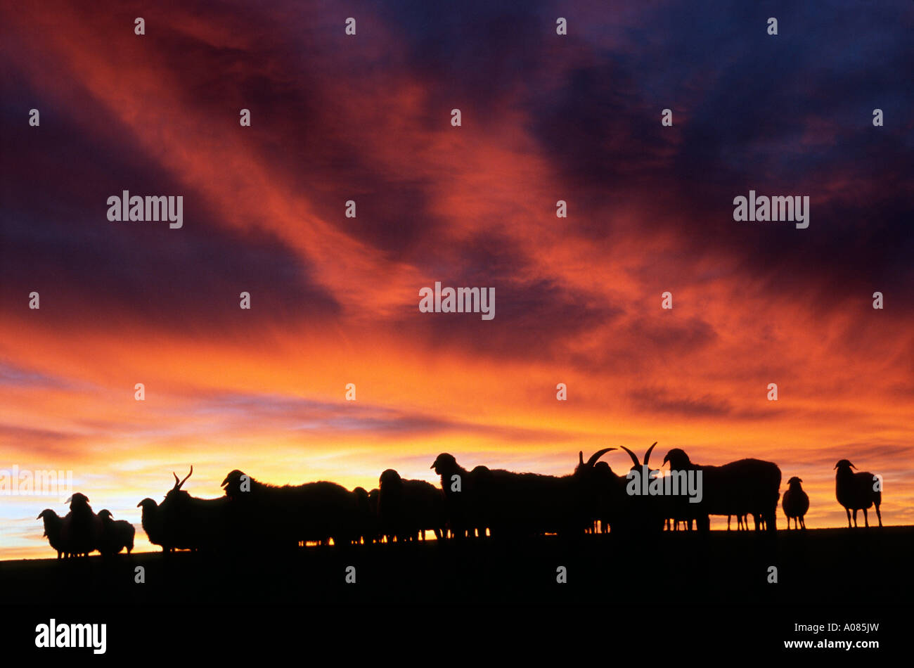 Flock of sheep and goats at the Flaming Cliffs in the Gobi desert of ...