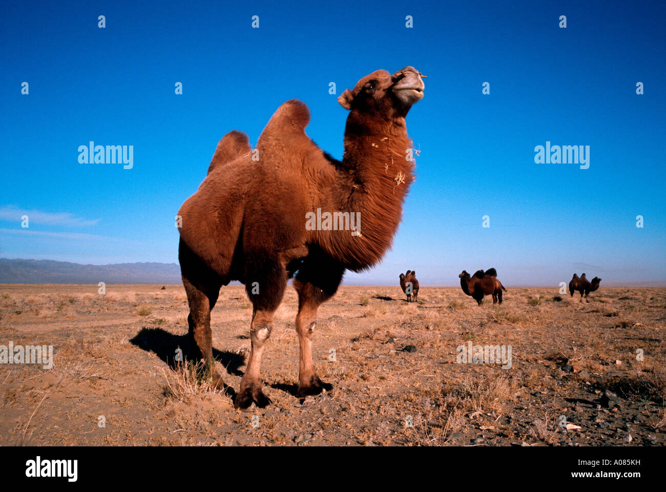 Camels graze in desert hi-res stock photography and images - Alamy