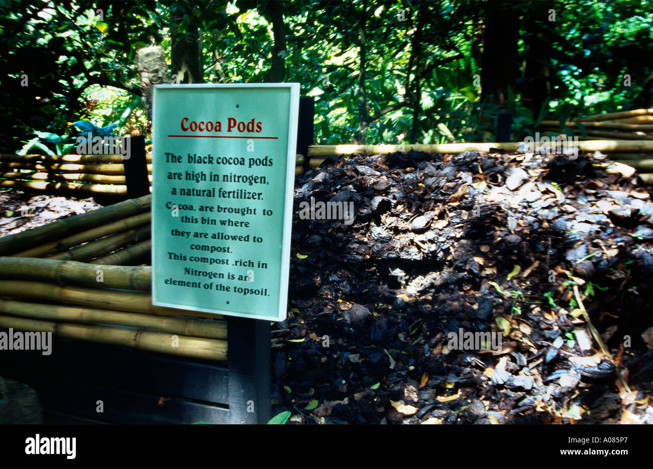Soufriere St Lucia Diamond Botanical Gardens Composting Cocoa Pods ...