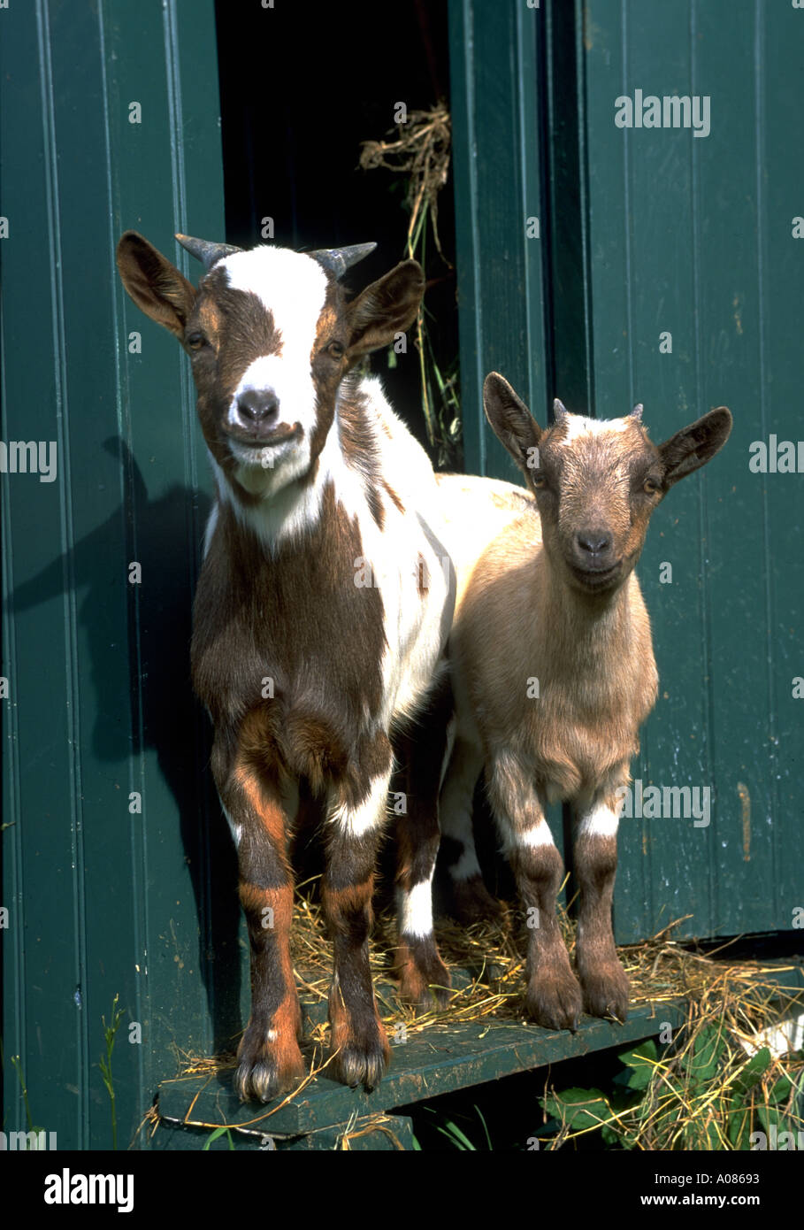 Goats in stable dordogne Stock Photo - Alamy