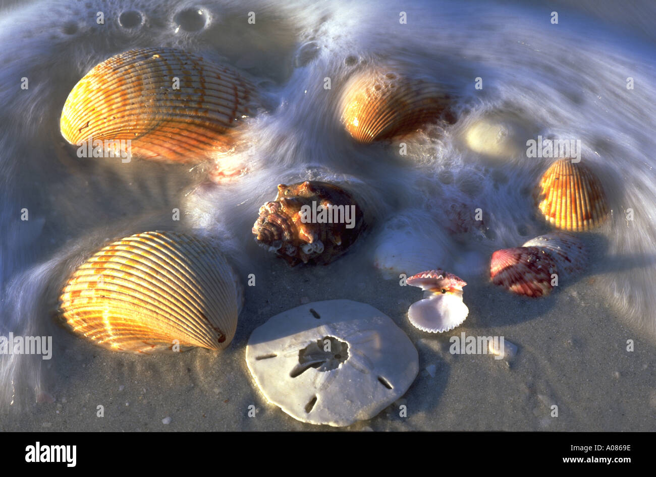 Sea shells beach Stock Photo - Alamy