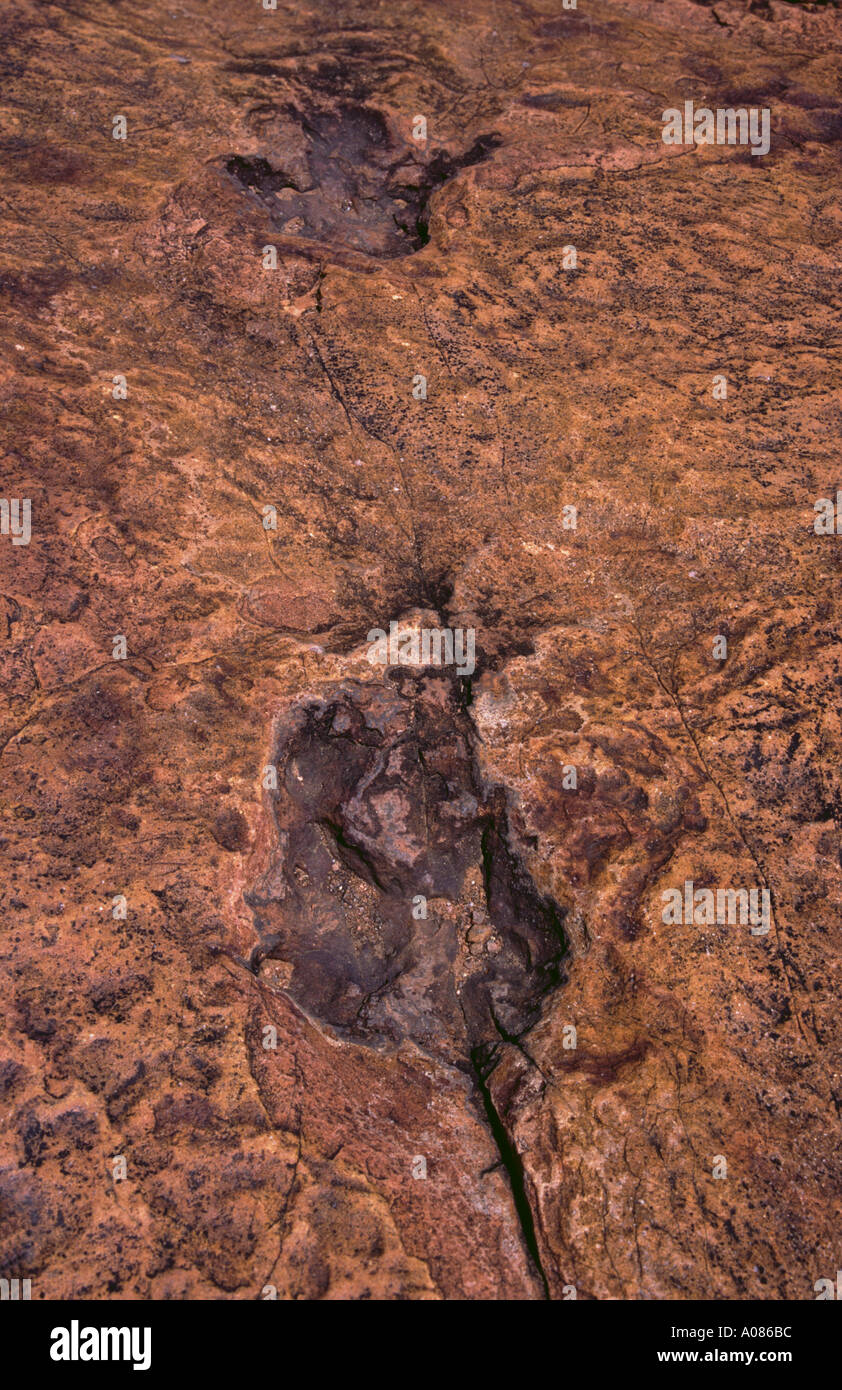 Dinosaur footprint hi-res stock photography and images - Alamy