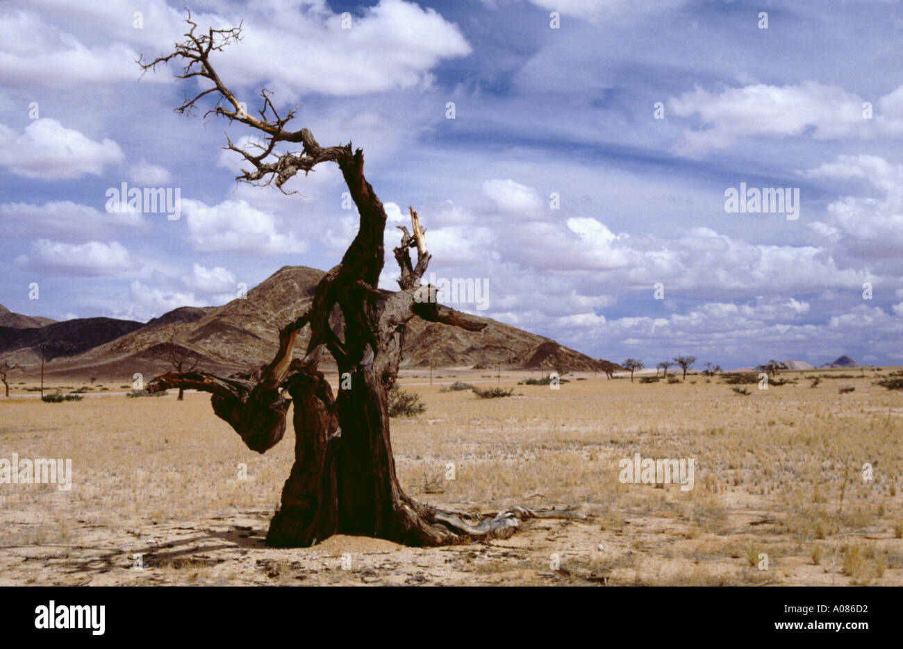 Centralnamibia hi-res stock photography and images - Alamy