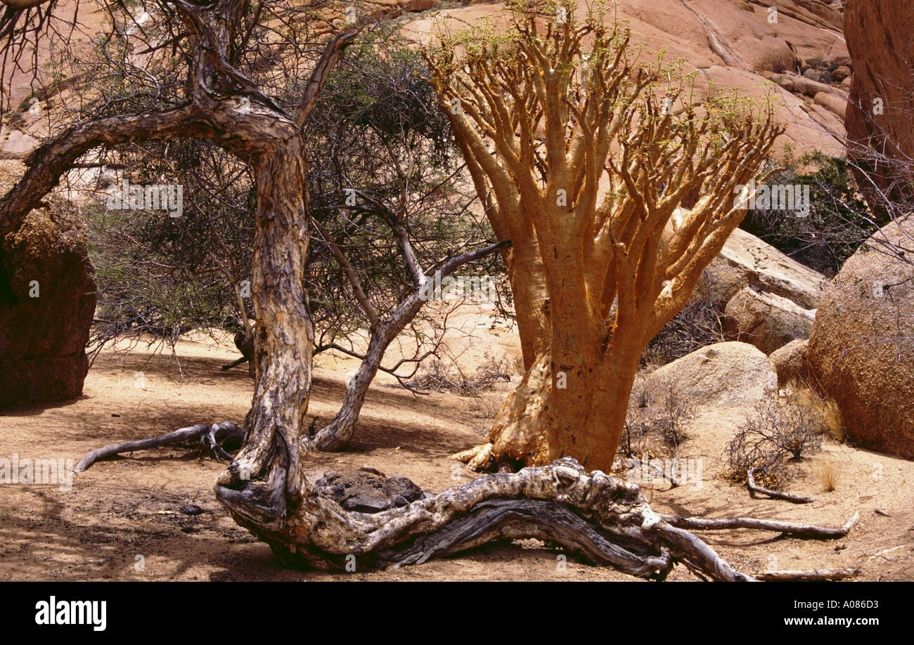 Centralnamibia hi-res stock photography and images - Alamy