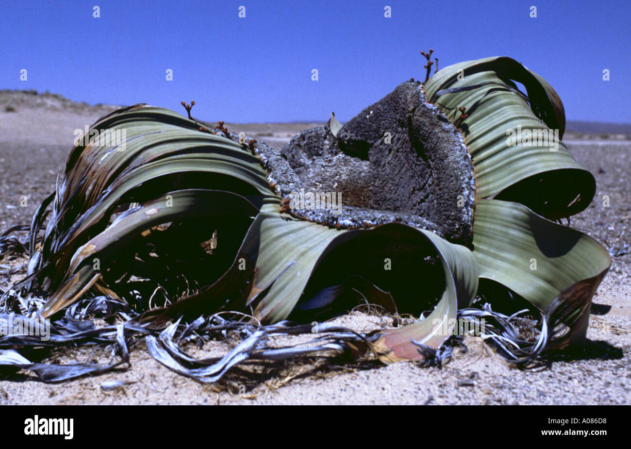 One oldest plants on earth hi-res stock photography and images - Alamy