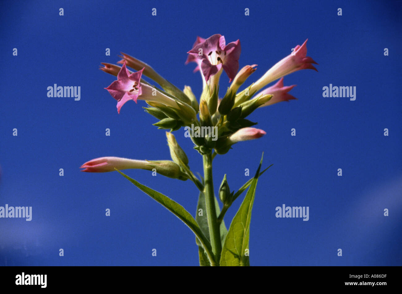 blossom of Tobacco nicotiana tabacum medicinal plant Tabak Stock Photo ...