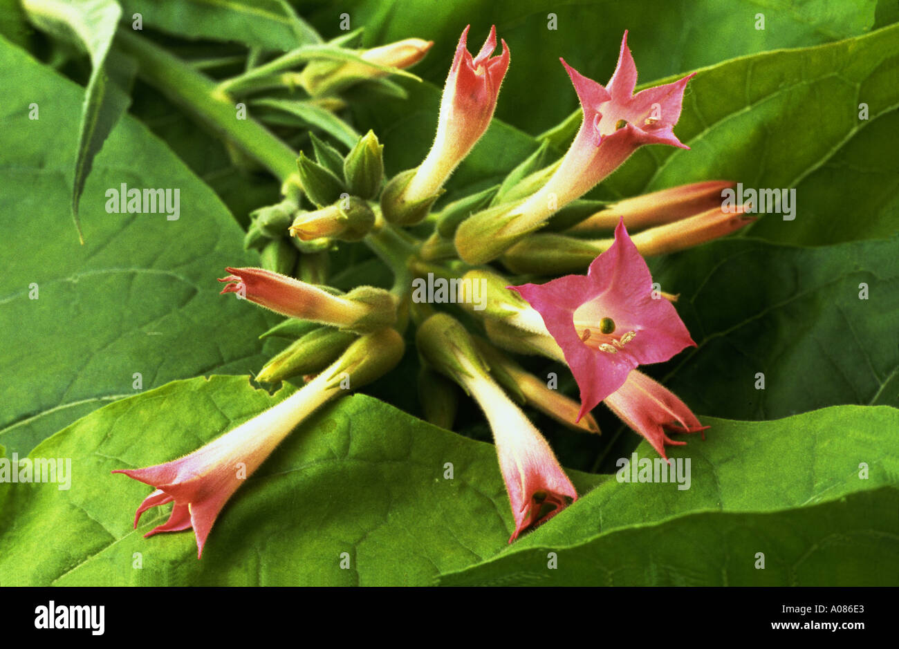 Blossoms of Tabak Tobacco nicotiana tobacum medicinal plant and drug ...