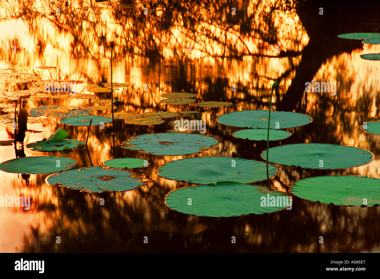 Sunrise lily pads hi-res stock photography and images - Alamy