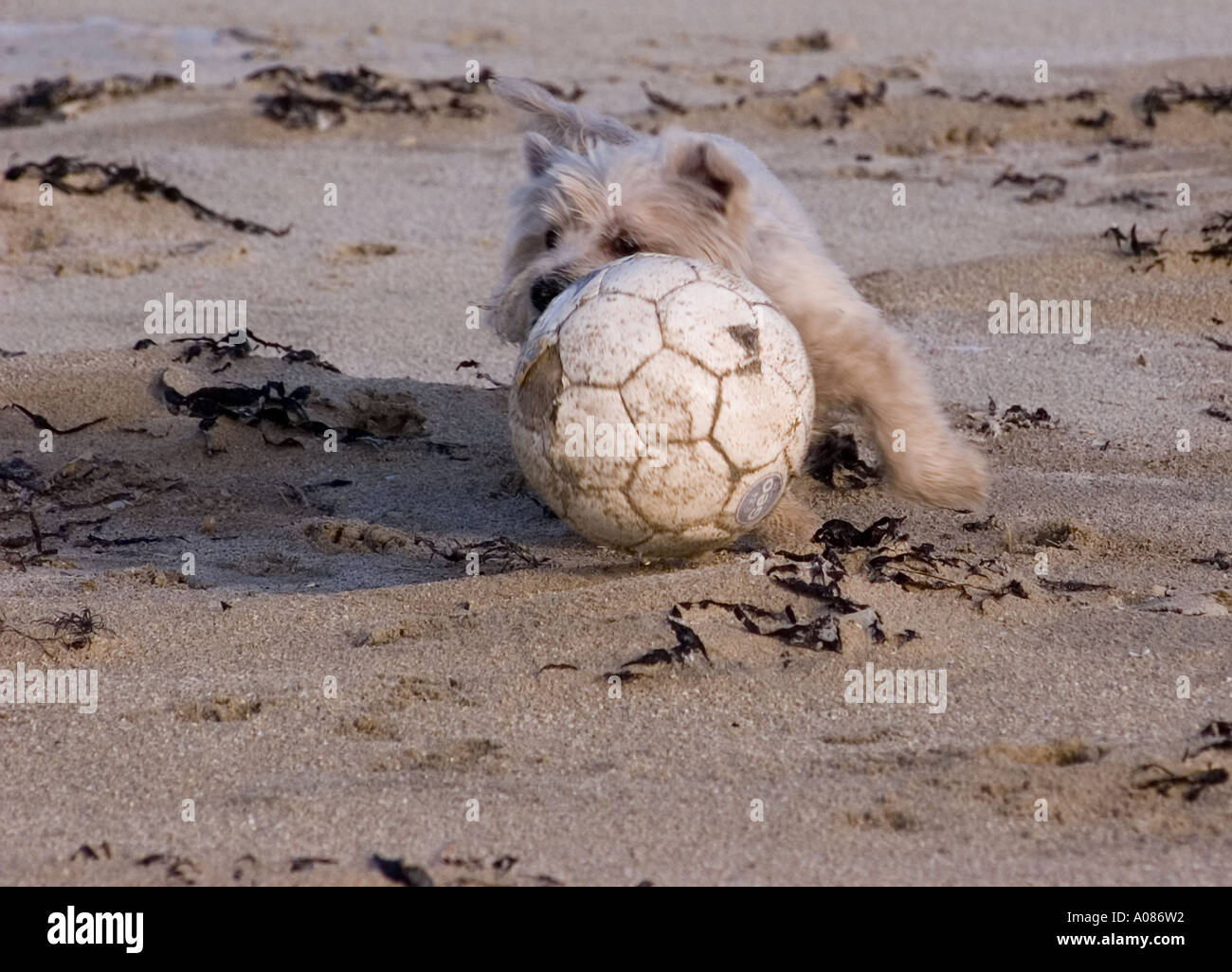 Dog playing football on beach hi-res stock photography and images - Alamy