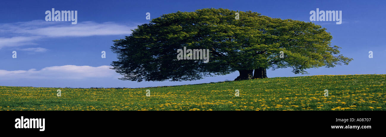 Beech trees panoramic effect Stock Photo - Alamy