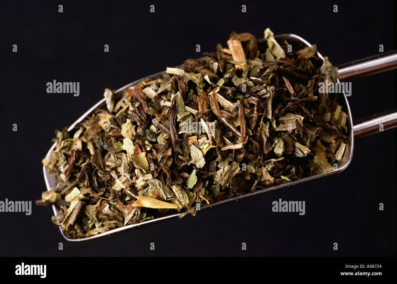 Medicinal plant Plantago lanc Plantaginis lanceolata dried leaves Stock ...