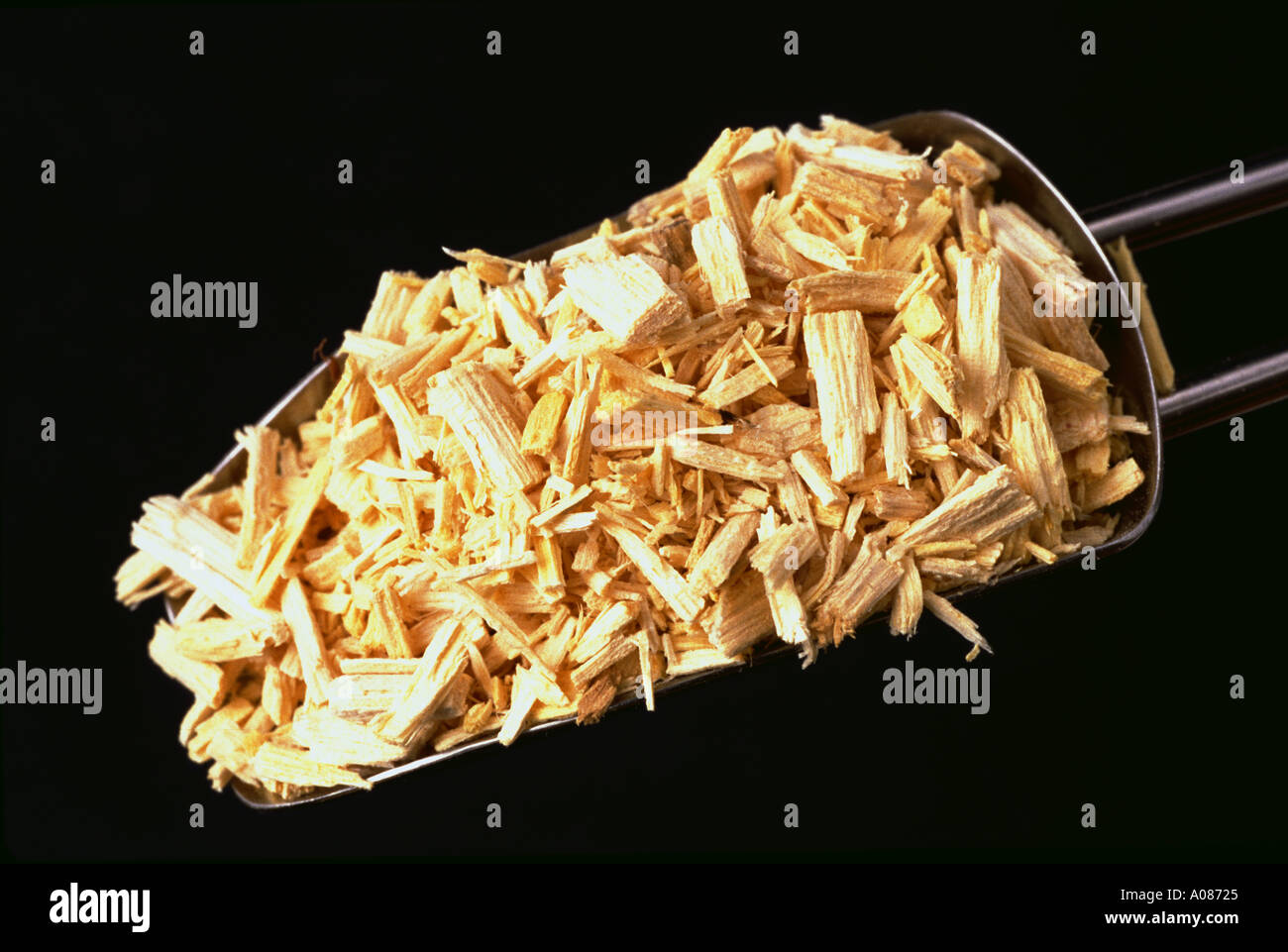 Medicinal plant Quassia amara Surinam wood bitterwood amargo Stock ...