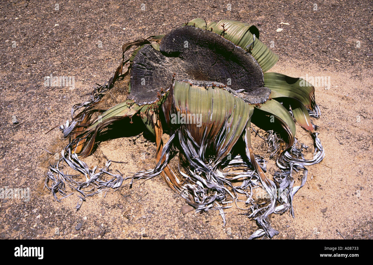 One oldest plants on earth hi-res stock photography and images - Alamy