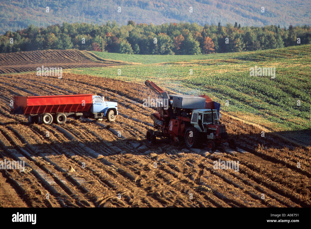potato harvest near Johnville New Brunswick Canada Stock Photo - Alamy