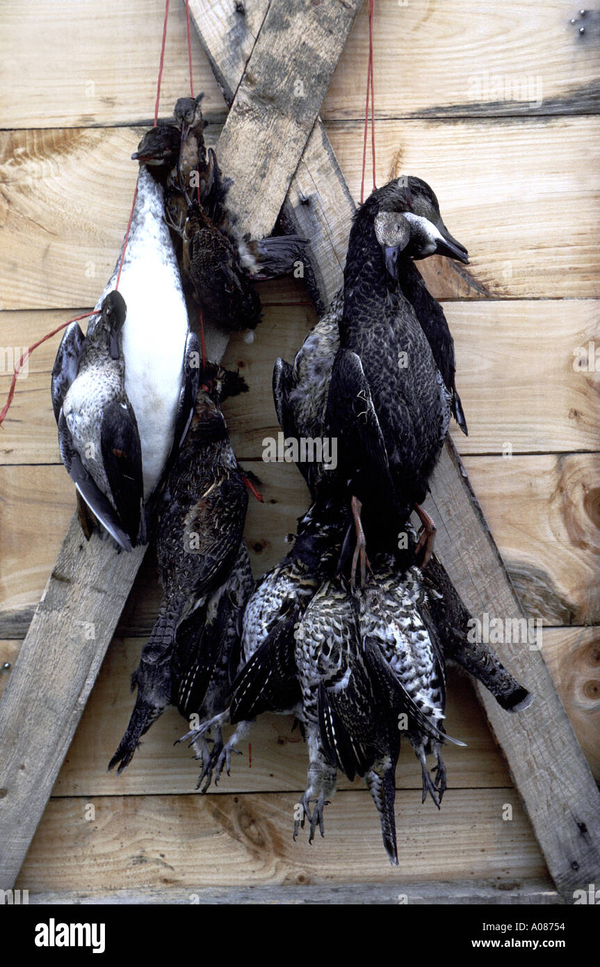 Brace of ducks hi-res stock photography and images - Alamy