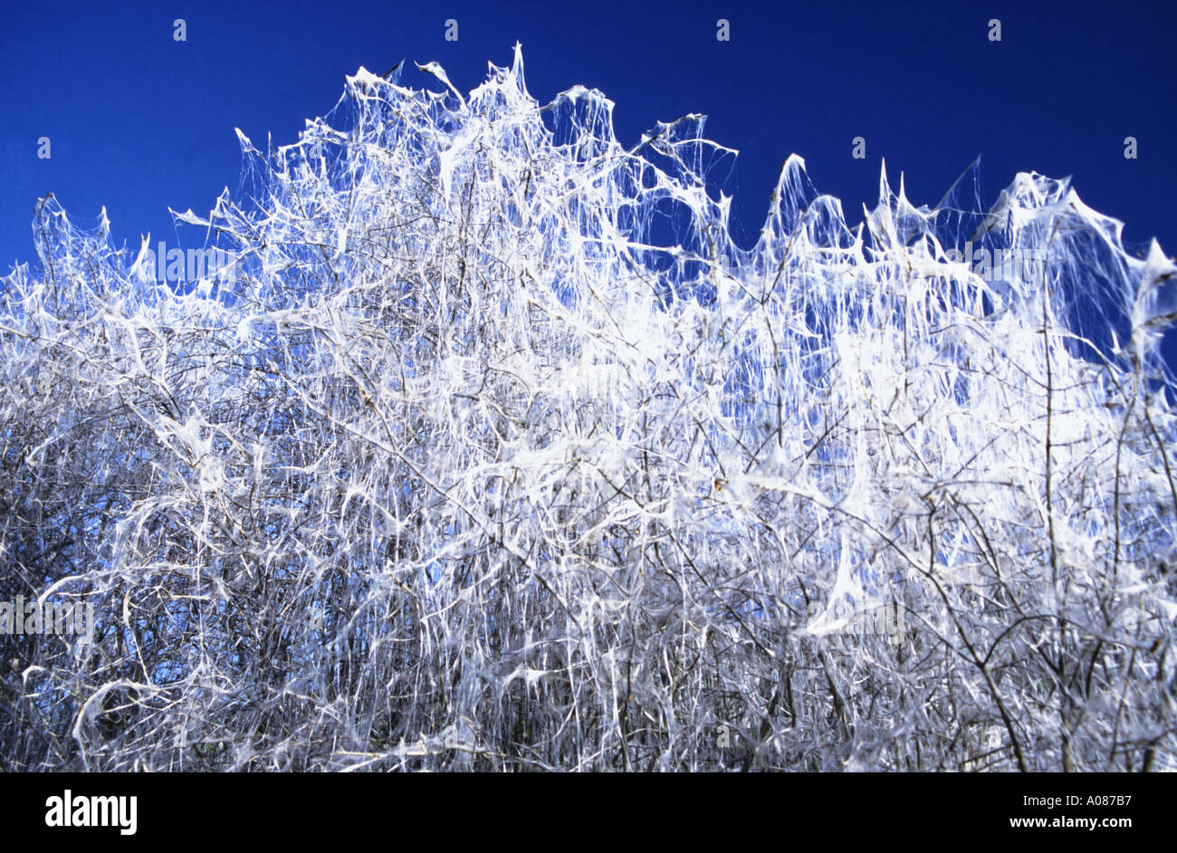 insect pest damage gossamer like material of the small ermine moth ...