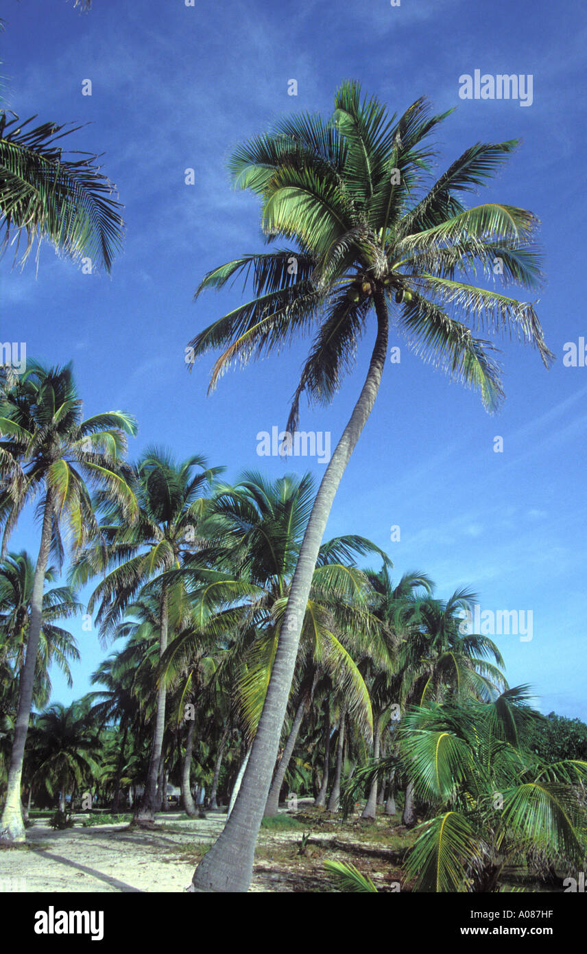 Palm trees South Water Cay Belize Stock Photo - Alamy