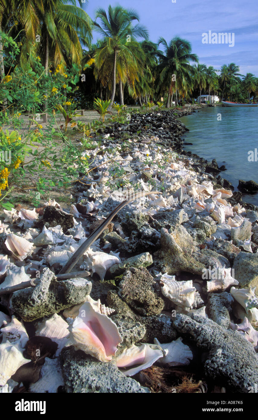 Sea defence made from Queen Coch shells South Water Cay Belize Stock ...