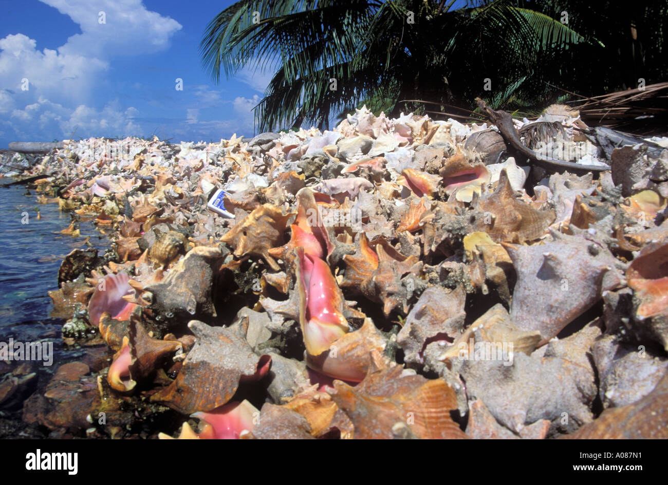 Sea defence made from Queen Coch shells South Water Cay Belize Stock ...