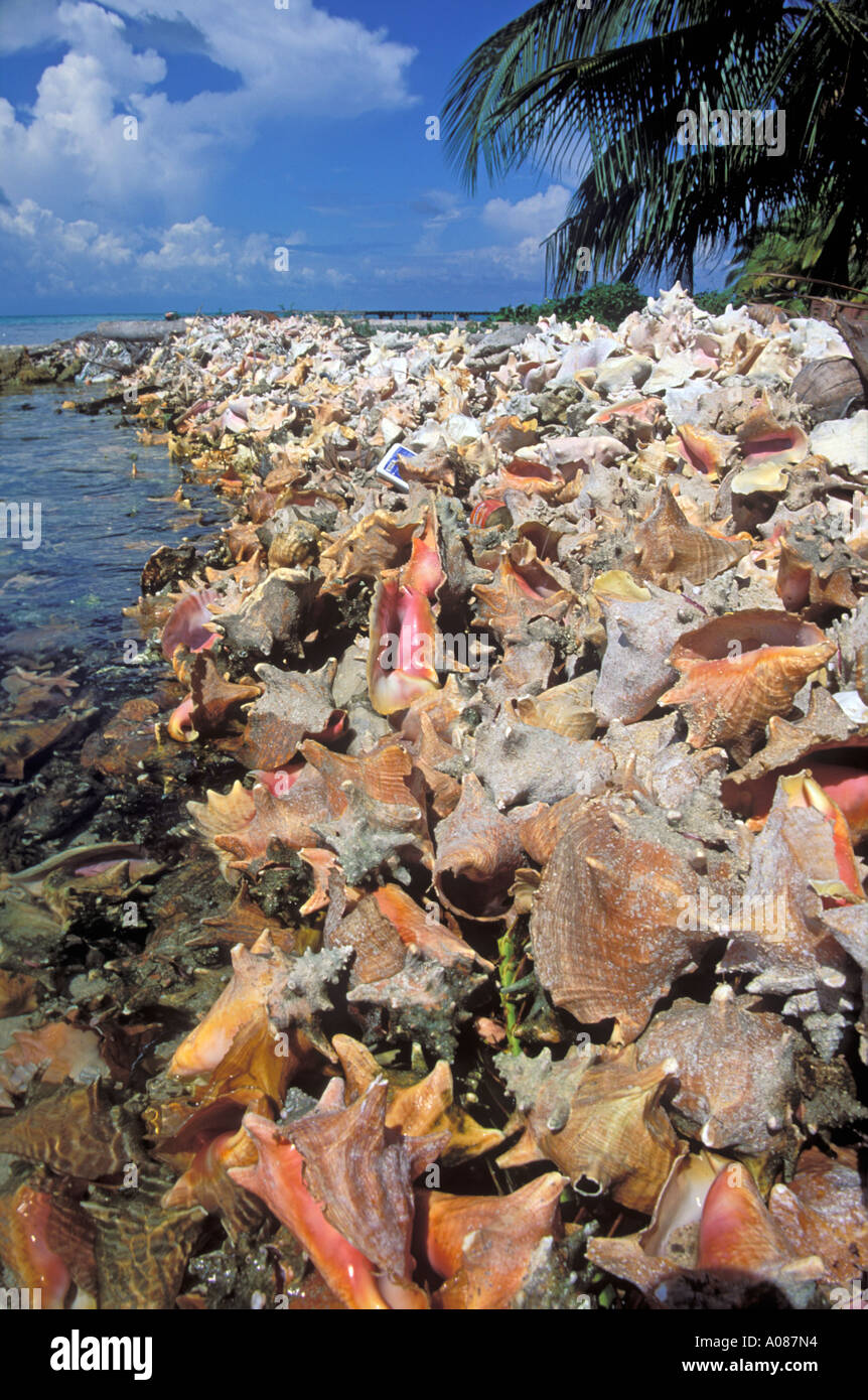 Sea defence made from Queen Coch shells South Water Cay Belize Stock ...