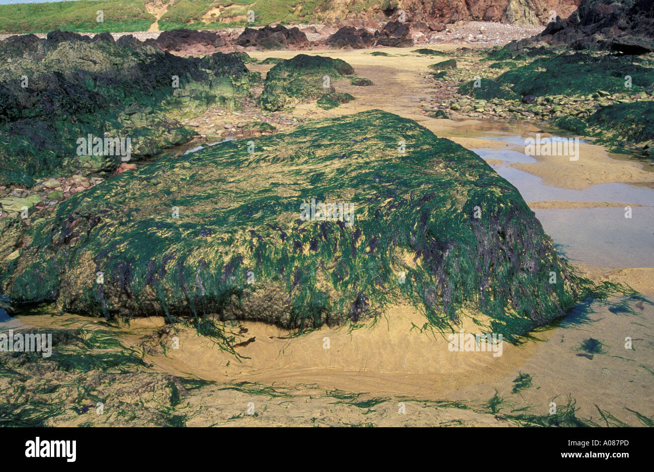 Algal turf growth after Sea Empress oil spill Freshwater West Stock ...