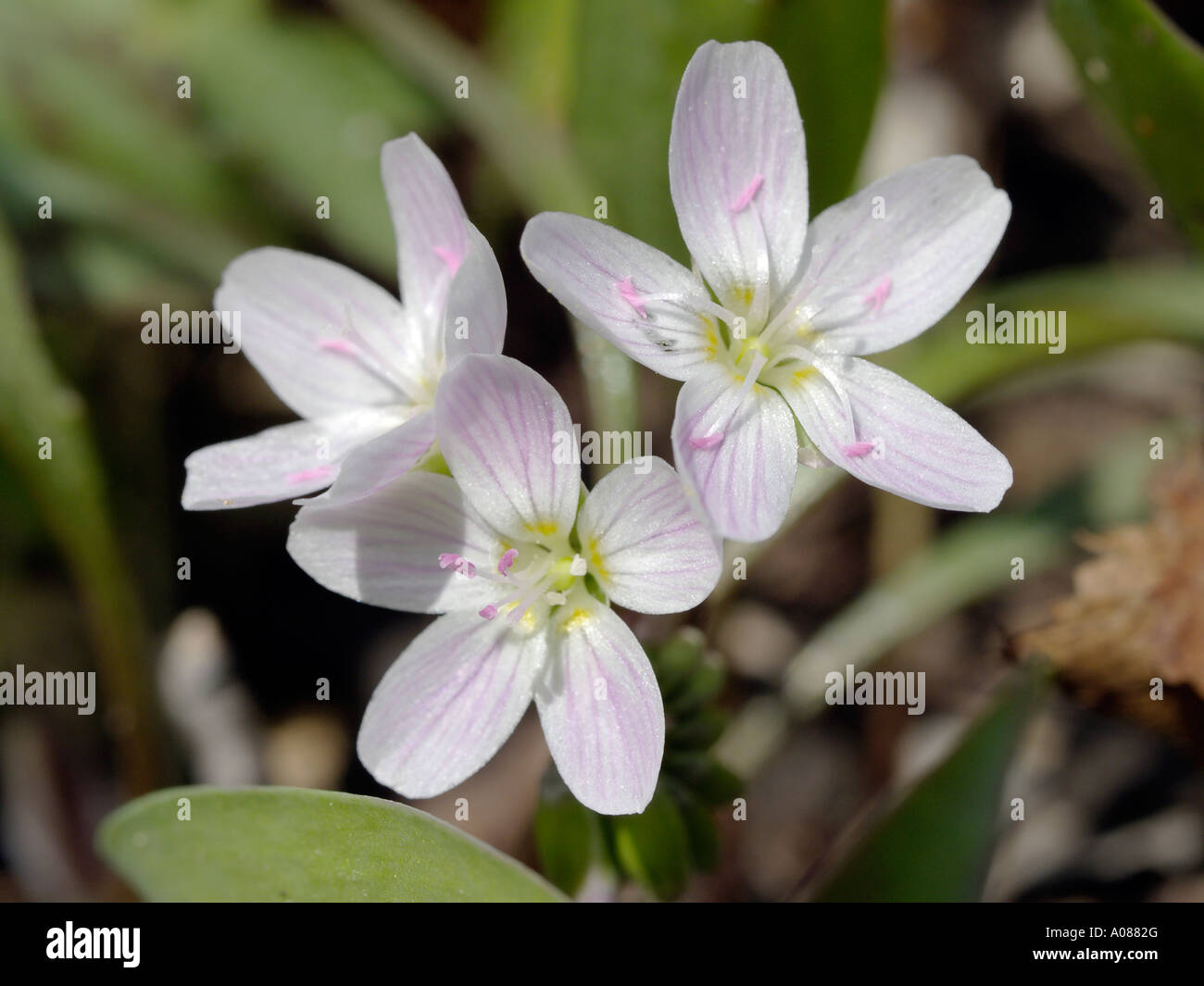 Three Spring Beauty Claytonia virginica blossoms peak out of the forest ...