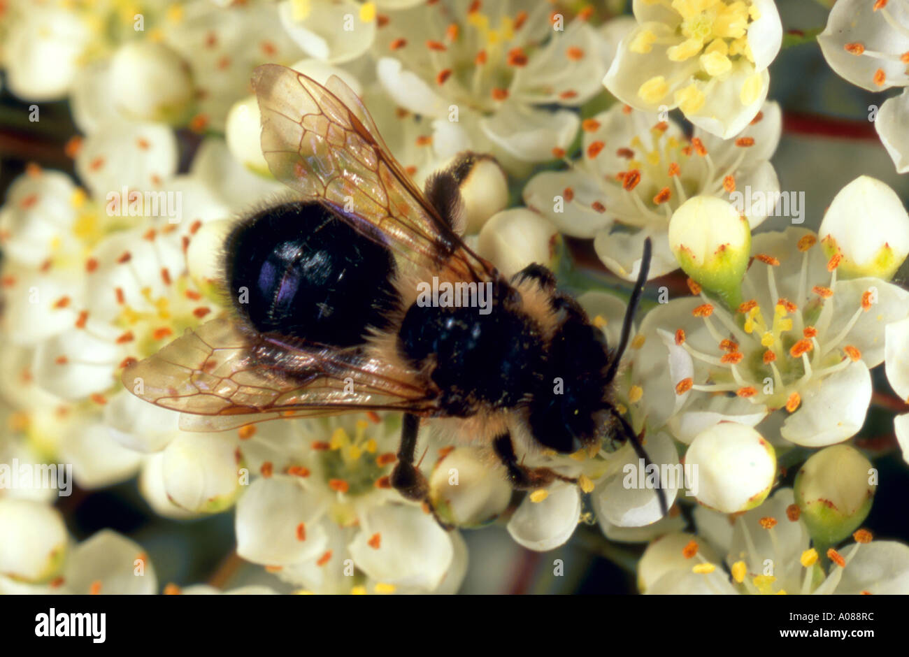 Black bee hi-res stock photography and images - Alamy