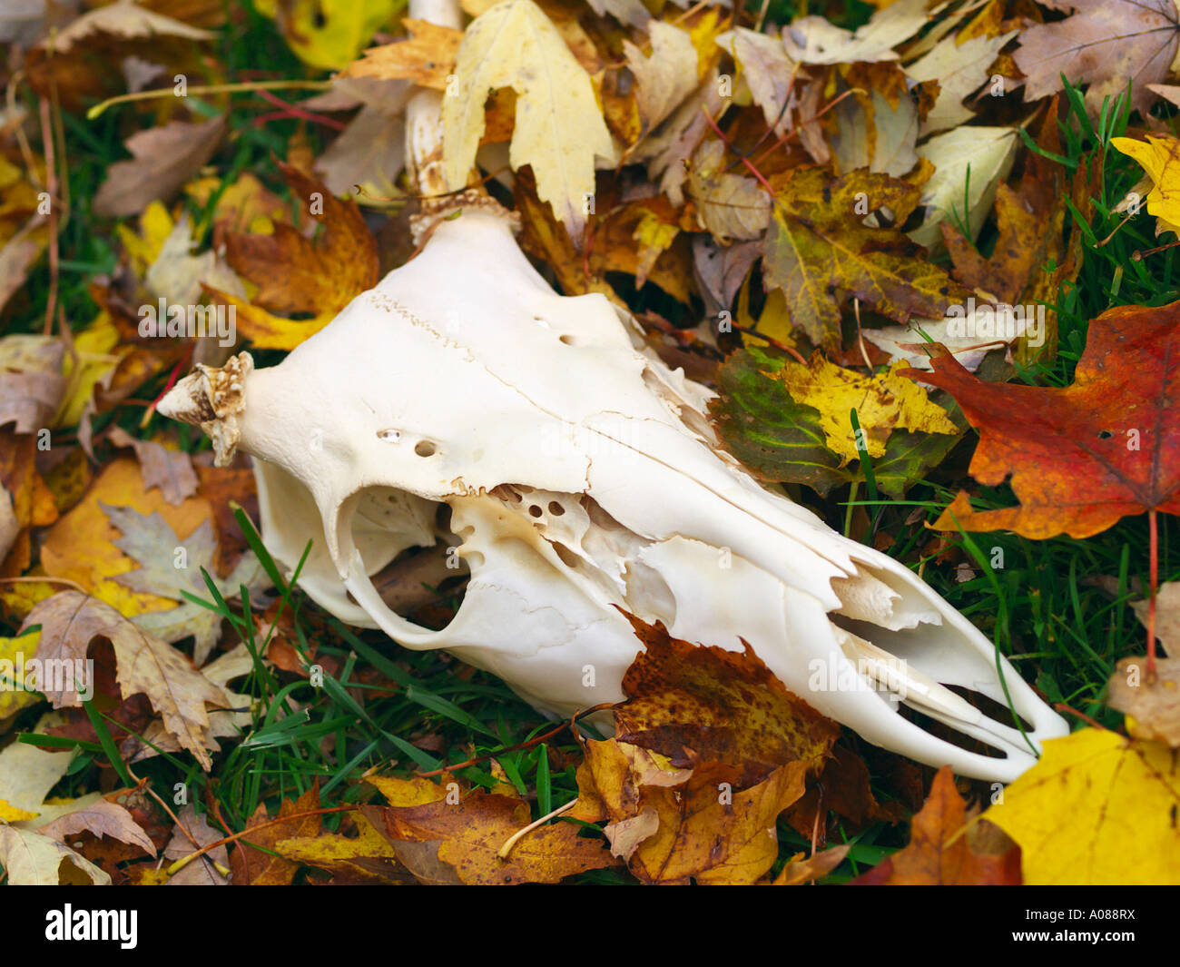Photo of stripped deer skull in a bed of fallen leaves Stock Photo - Alamy