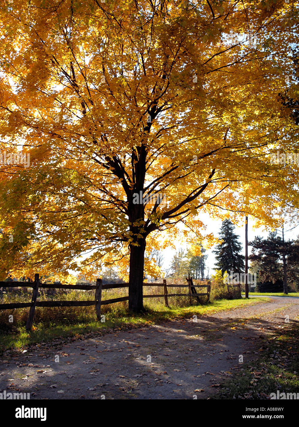 Maple tree in full color on a country lane in the Mid Western United ...