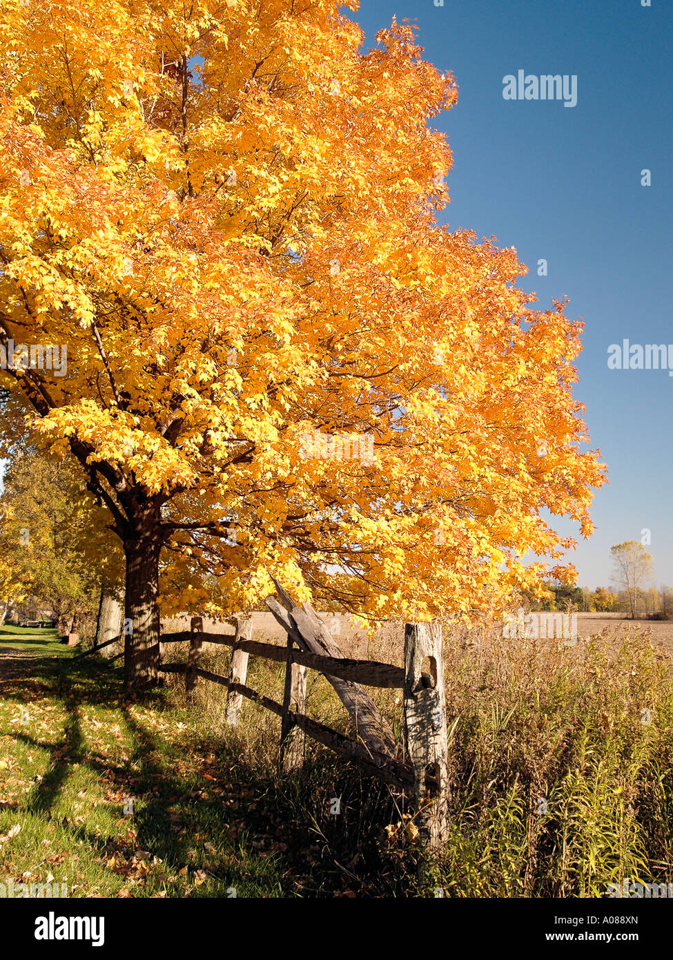 Western maple hi-res stock photography and images - Alamy