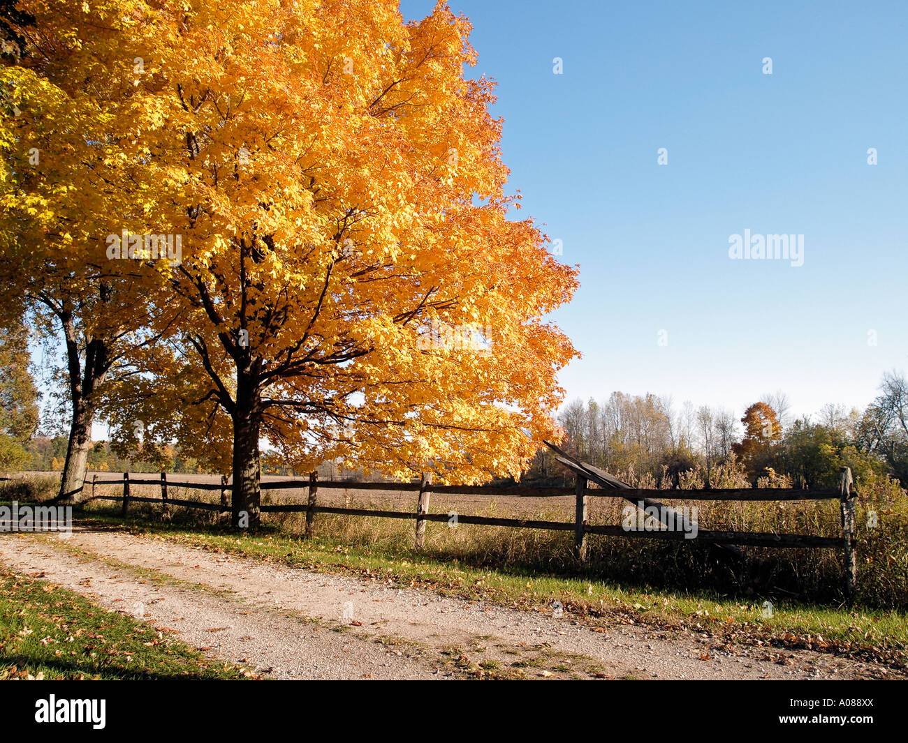 Maple tree in full color on a country lane in the Mid Western United ...