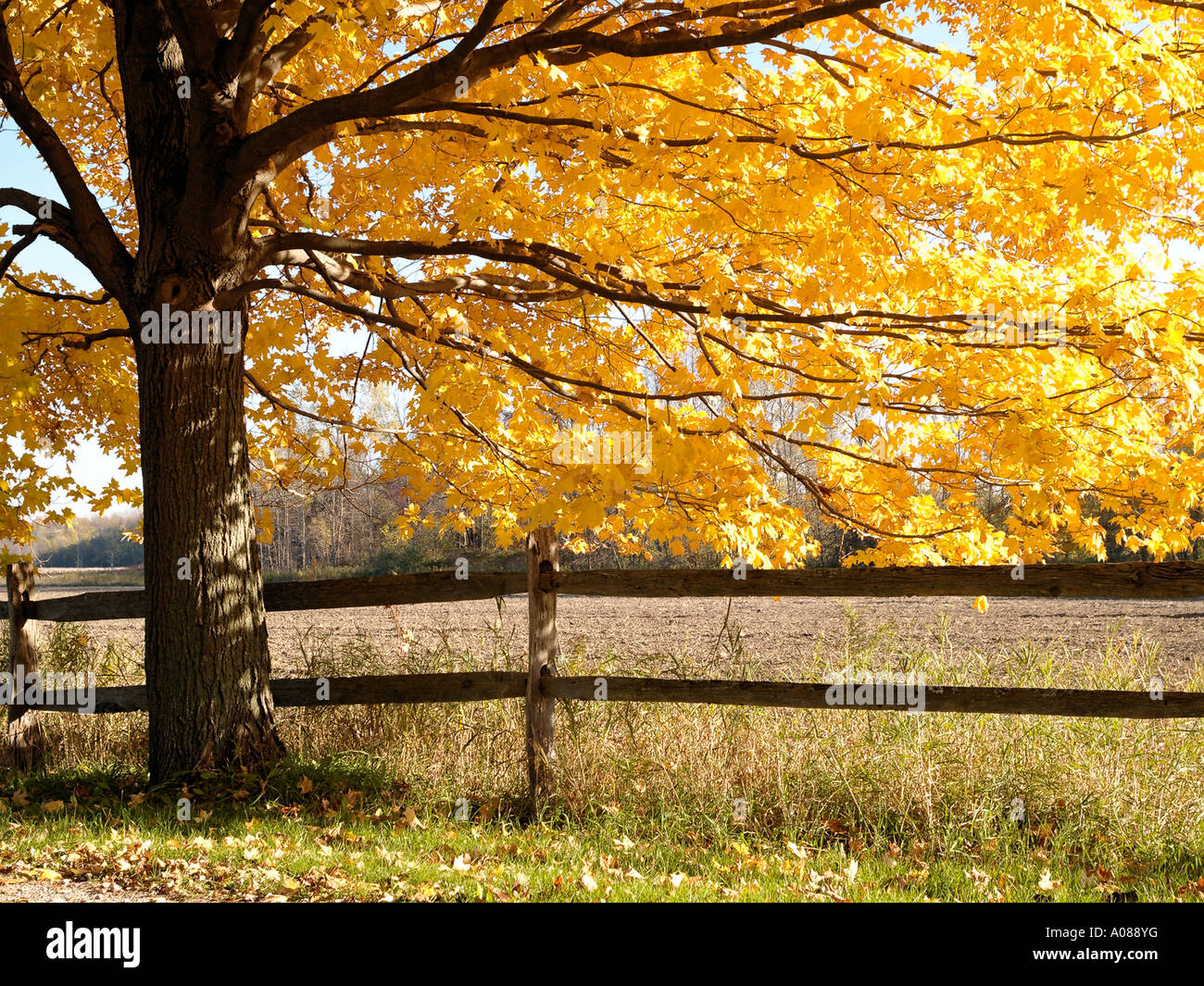 Maple tree in full color on a country lane in the Mid Western United ...