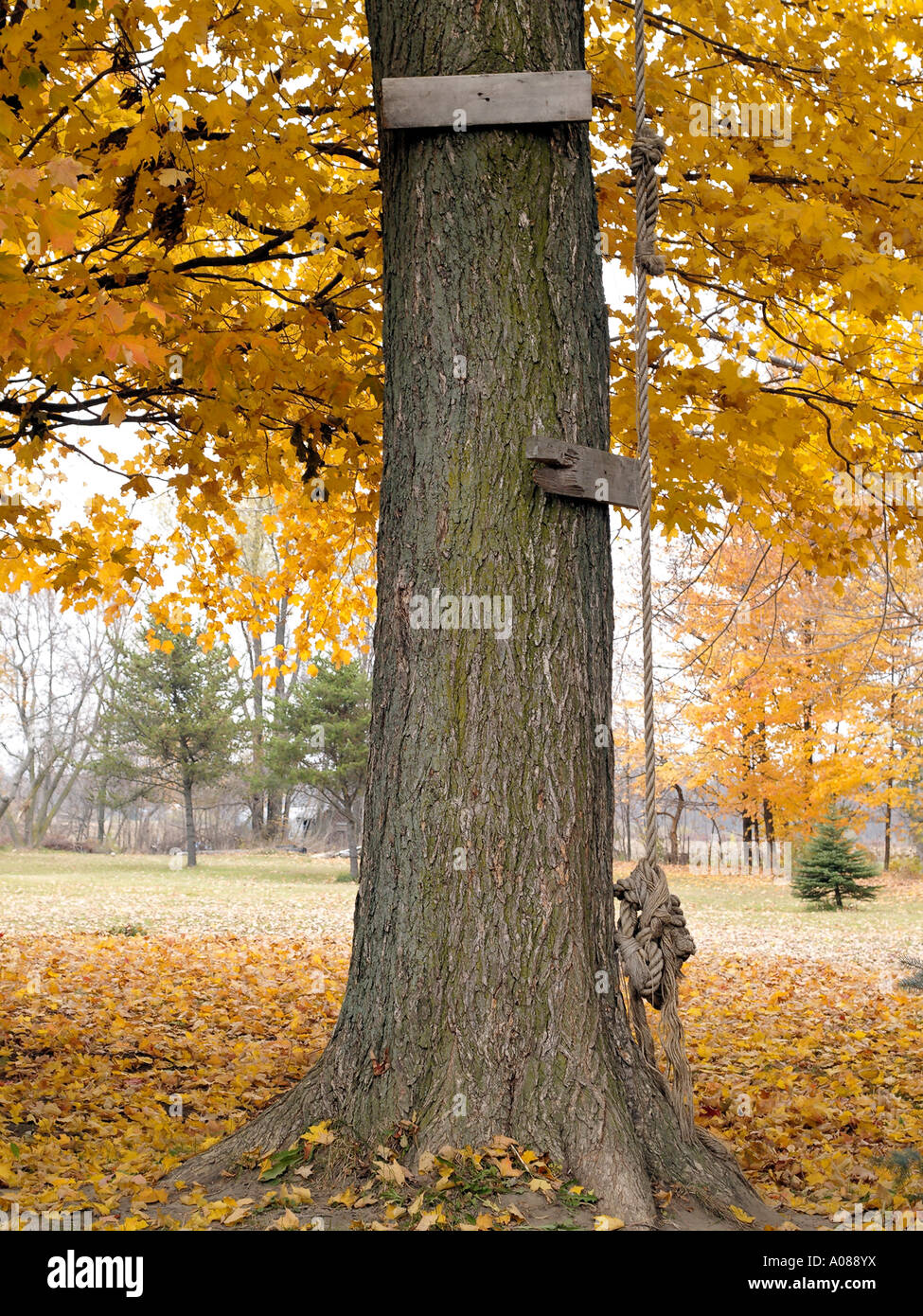 Tree with swing hi-res stock photography and images - Alamy