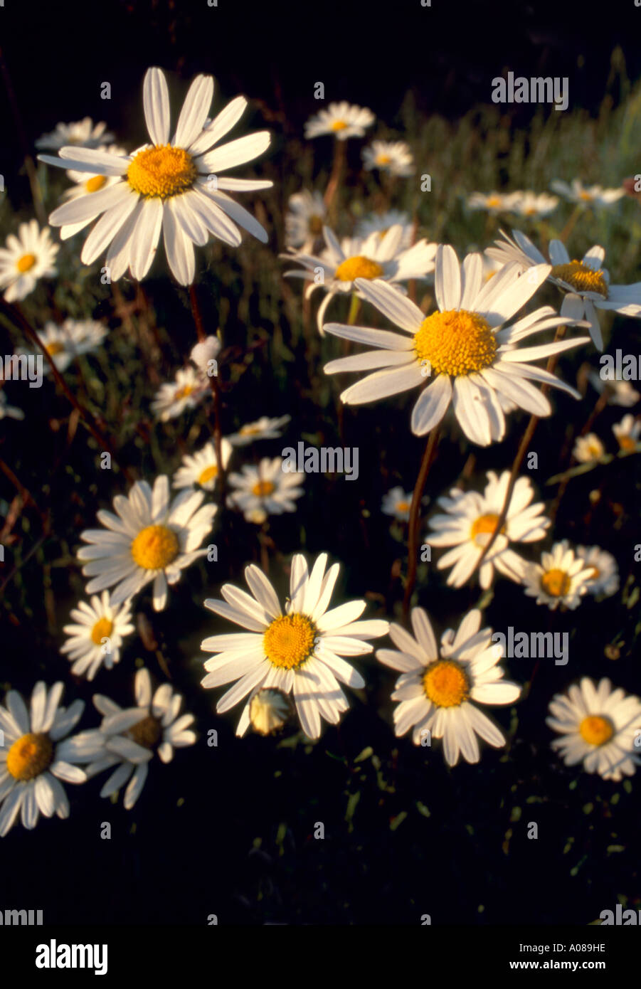Oxeye daisies Leucanthemum vulgare, in warm sunlight Stock Photo - Alamy