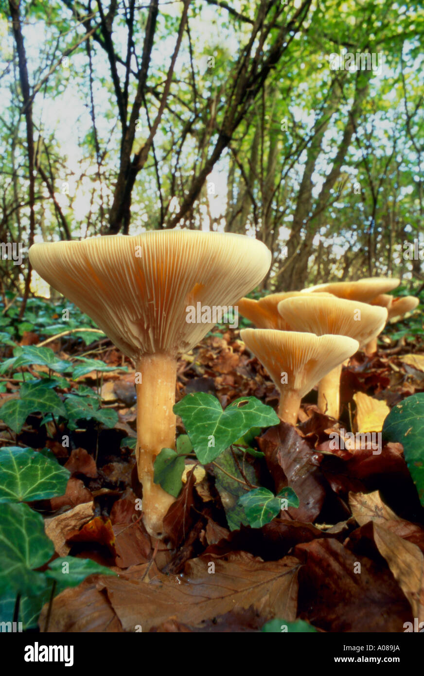 British woodland fungi hi-res stock photography and images - Alamy