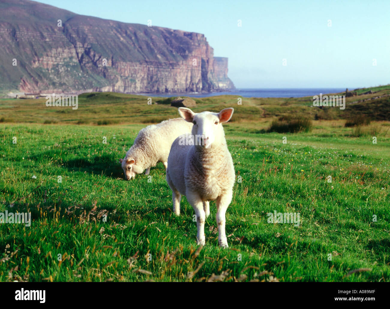 dh Rackwick HOY ORKNEY Sheep grazing in Rackwick Bay Craig gate sea ...