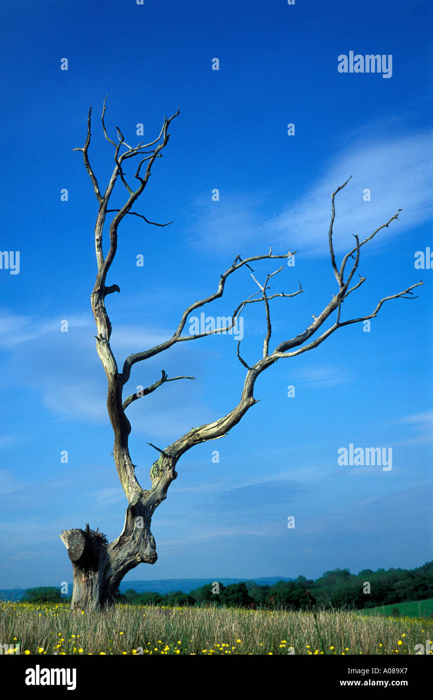 Dead tree National Botanic Garden Llanarthne Stock Photo - Alamy