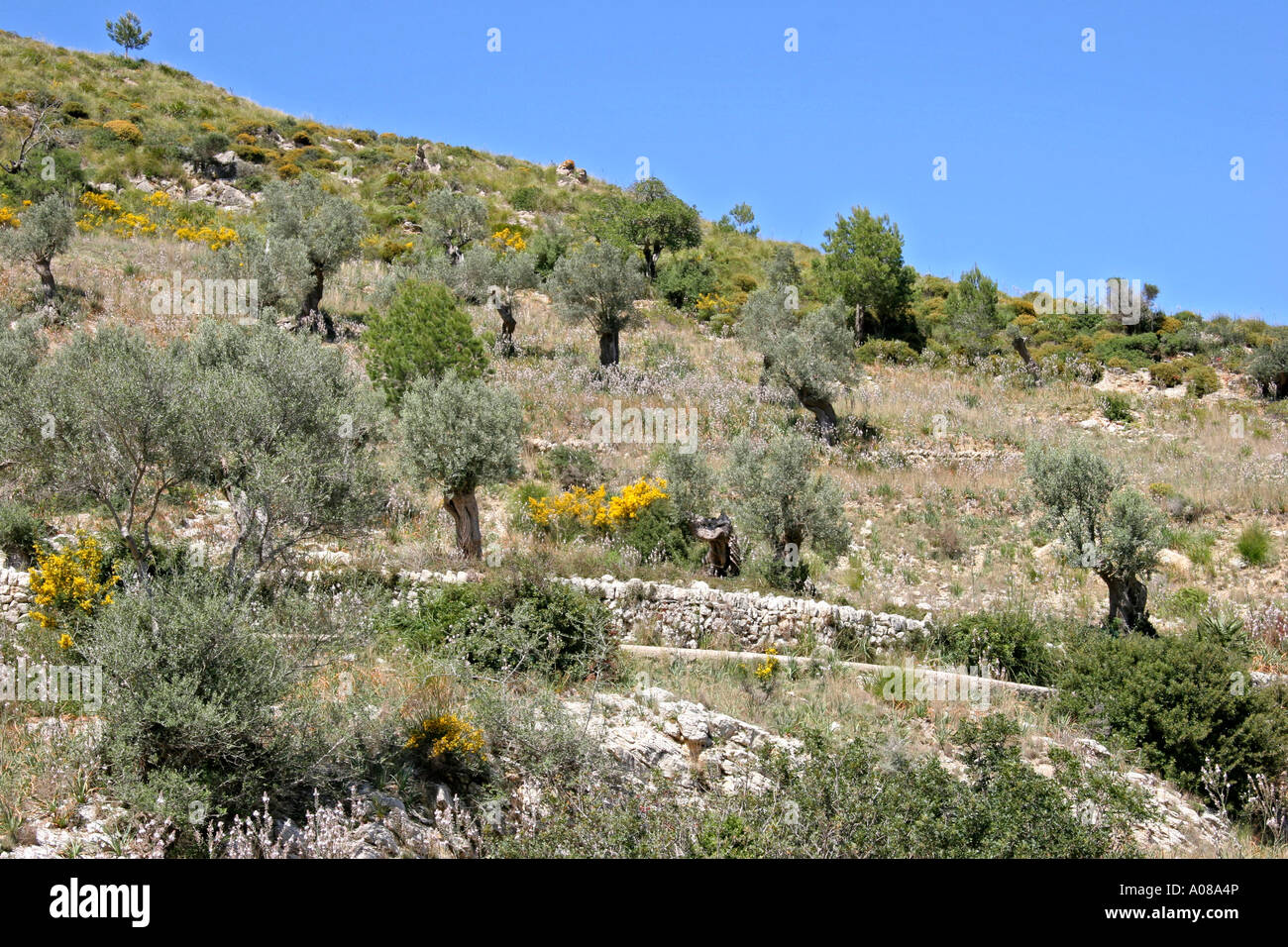 Betlem Mallorca High Resolution Stock Photography and Images - Alamy